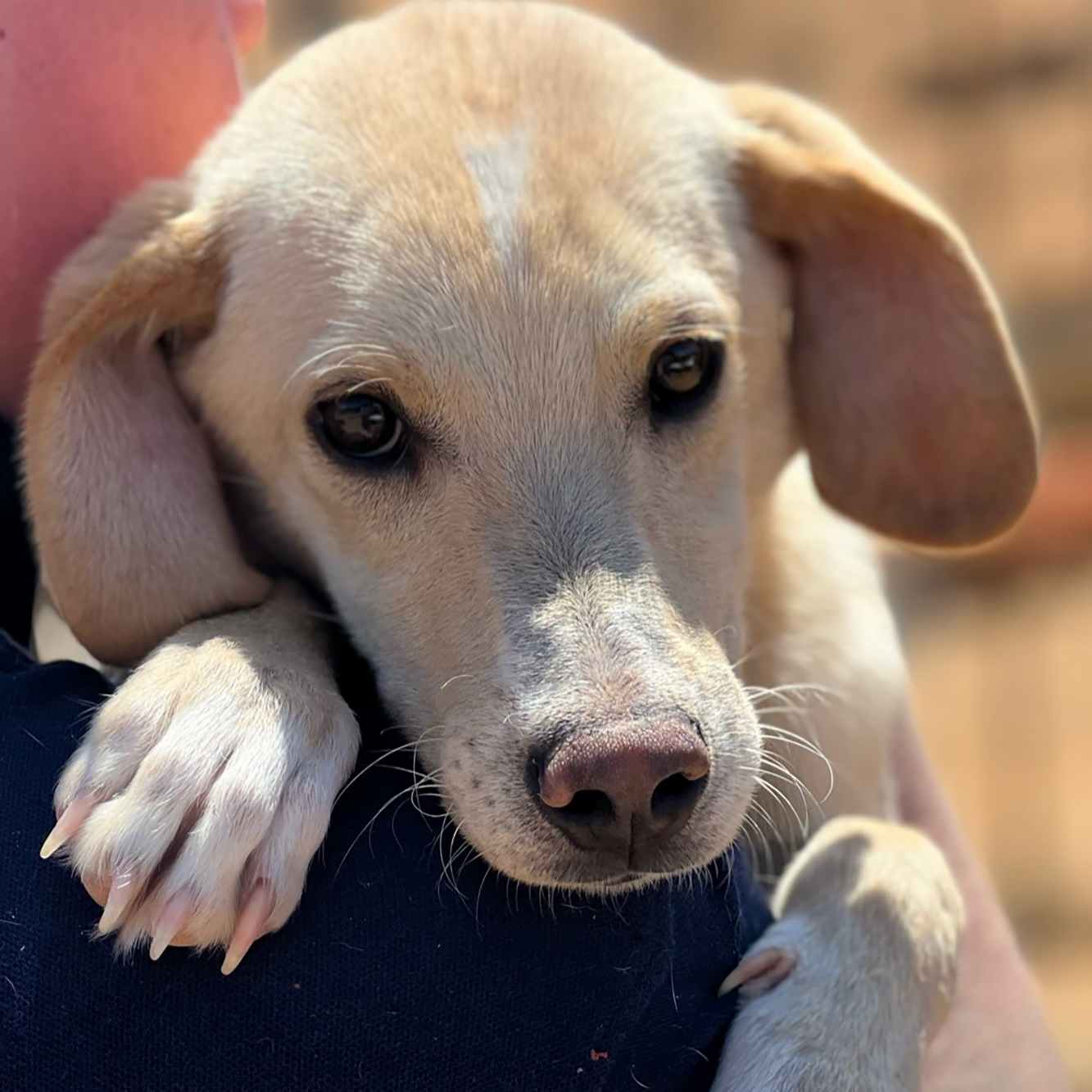 AML Analytics announces partnership with the DASH Dogs rescue shelter ...